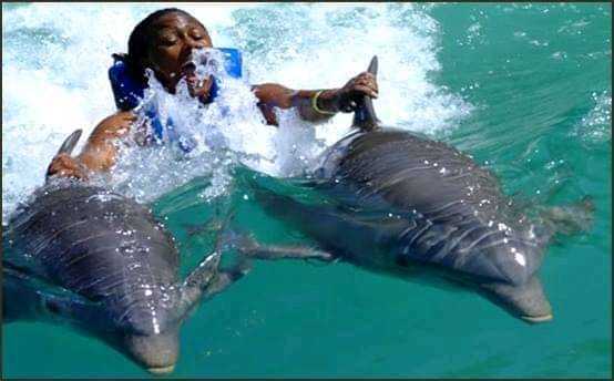 1 DAY DOLPHIN TOUR - Diani Beach Transfers